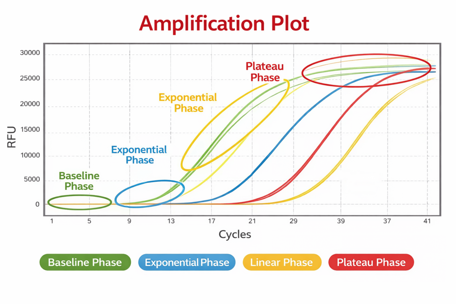 QPCR Results Analysis: How To Interpret Amplification Curves, Melt ...
